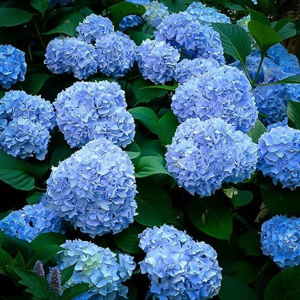 Hydrangea Plant - Etsy