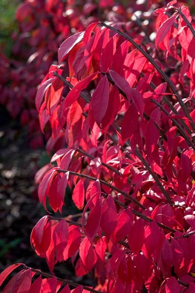 2 Live MOSES Burning Bushes 1-2 Ft Tall Vibrant Deep Red Shrubs Small ...