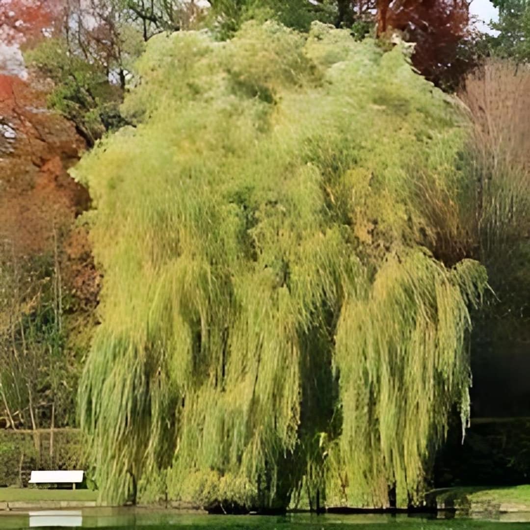 1 Live CURLY Willow Tree 3-5 Ft Tall Now Beatifyl Spooky Twisting ...
