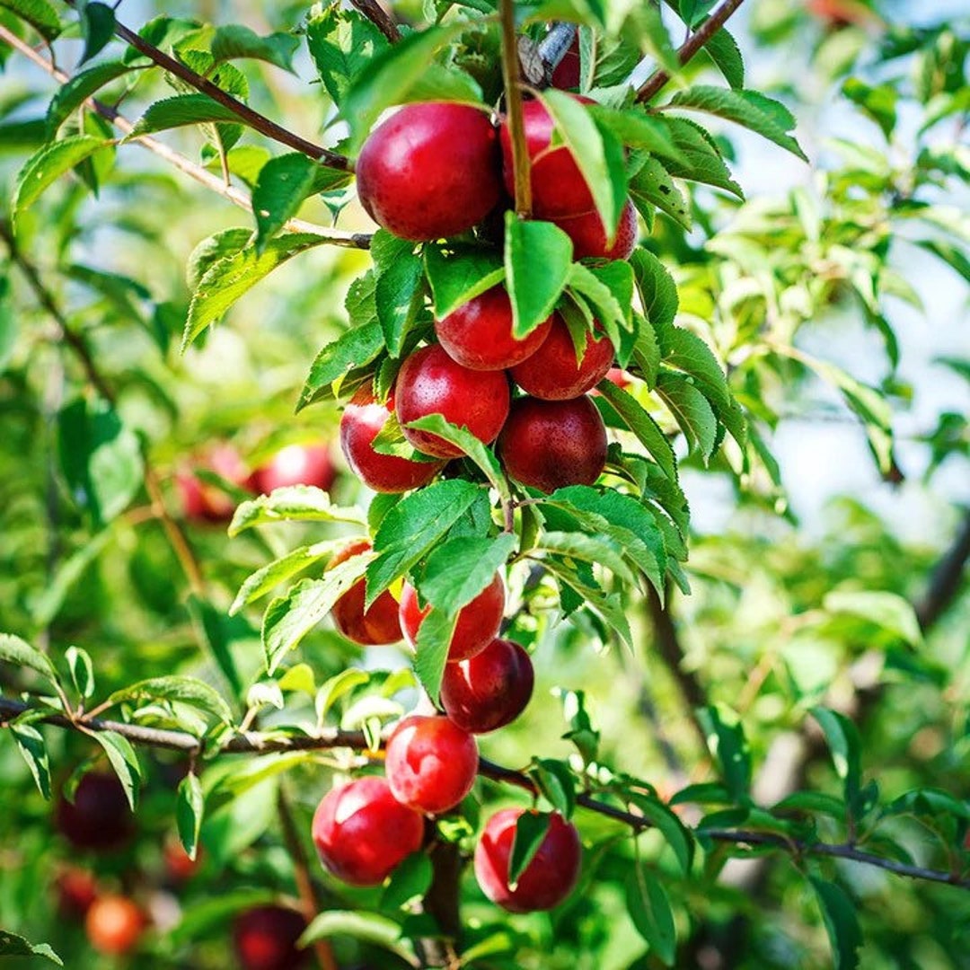 1 Live Sunglo Nectarine Tree 2-3 Ft Tall Self Pollinating QUEEN of ...