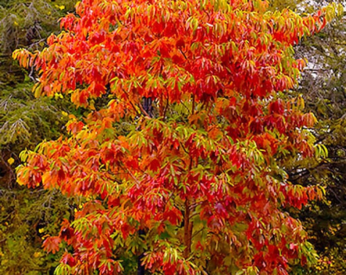 Royalty Crape Myrtle: Royal Purple Flowers in a Manageable Small Tree ...