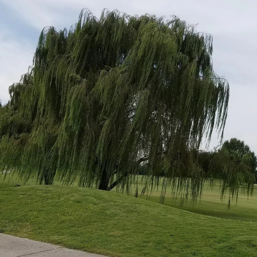1 Live Beautiful WEEPING Willow Tree 3-5 Ft Tall Now Beautiful Swaying ...