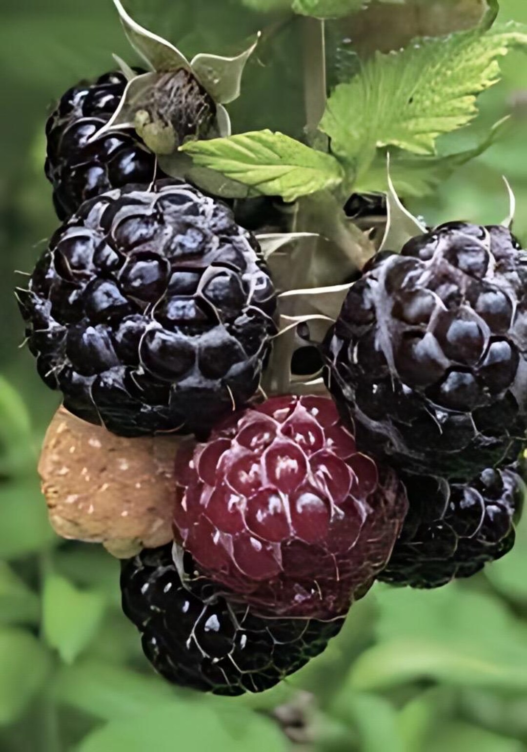 2 Live BLACK Raspberry Plants 2 Ft Tall Now Fast Producer Sweet Berries ...