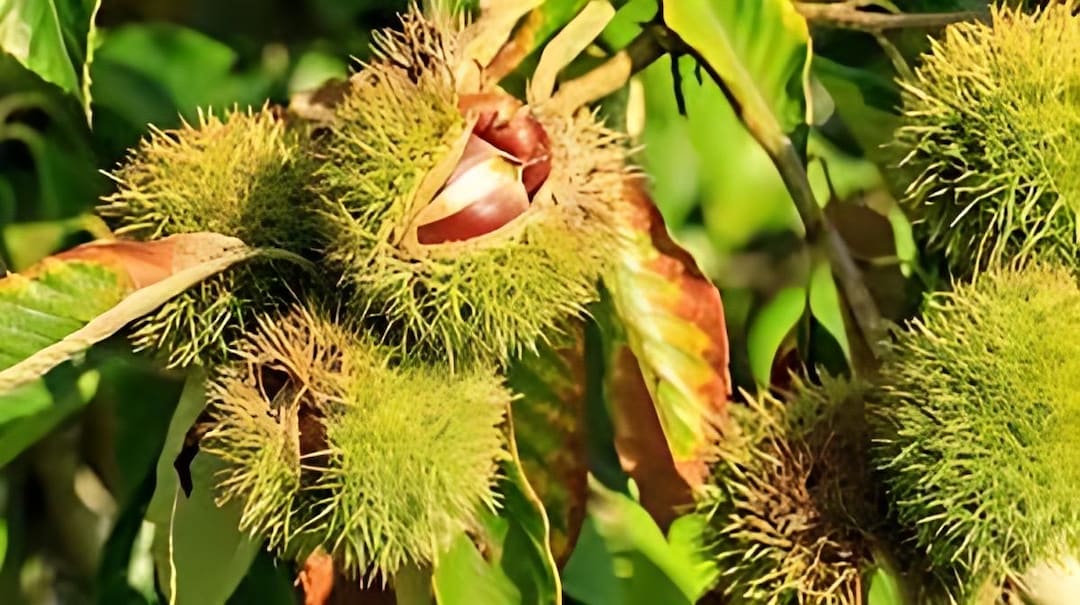 2 Live Chinese Chestnut Trees Edible Delicious Nuts Beautiful Fall ...