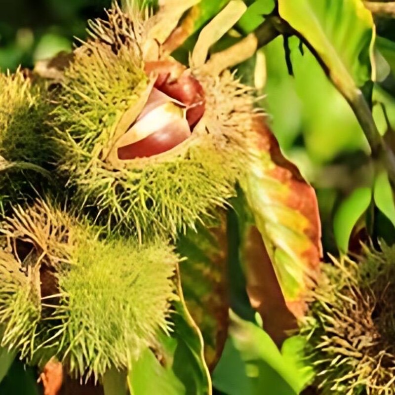 Chestnut Tree - Etsy