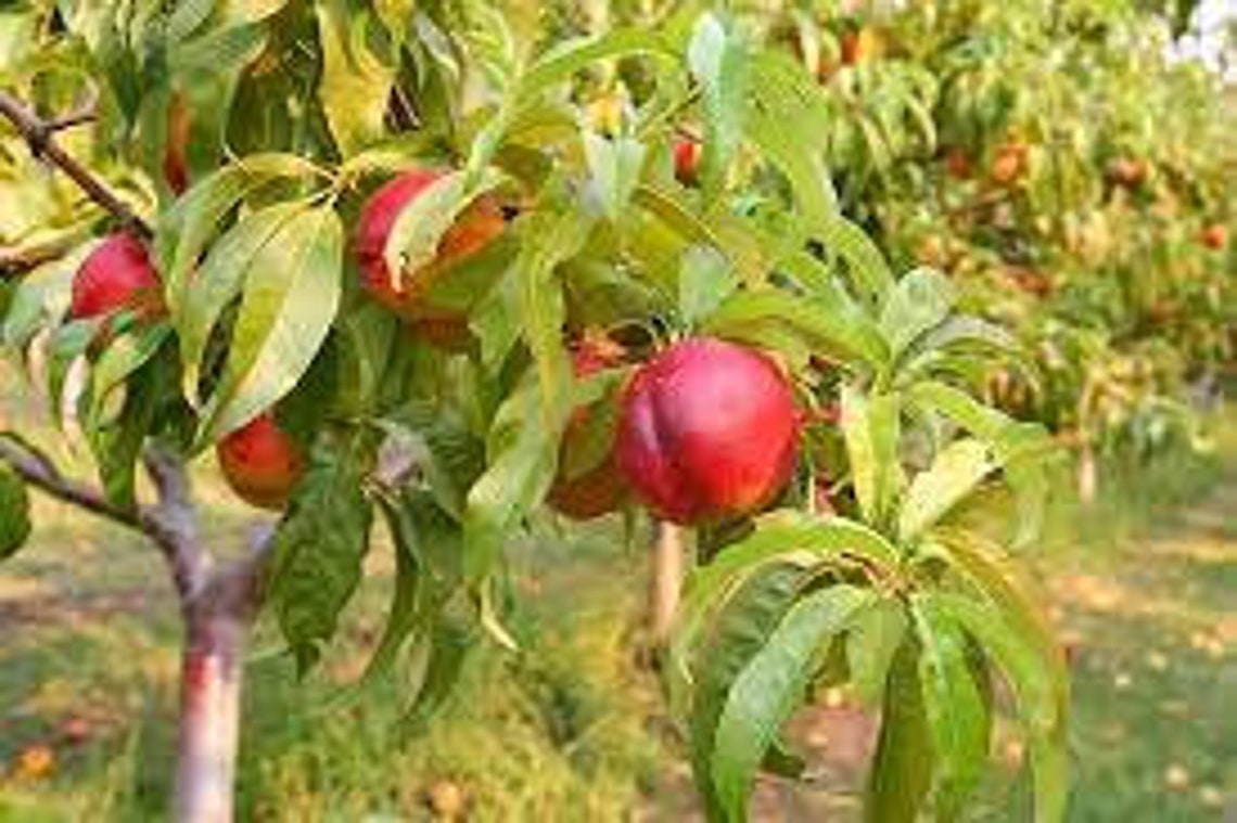 1 Honey Nectarine Tree 2 Ft Tall Self Pollinating Large Sweet Fruit ...