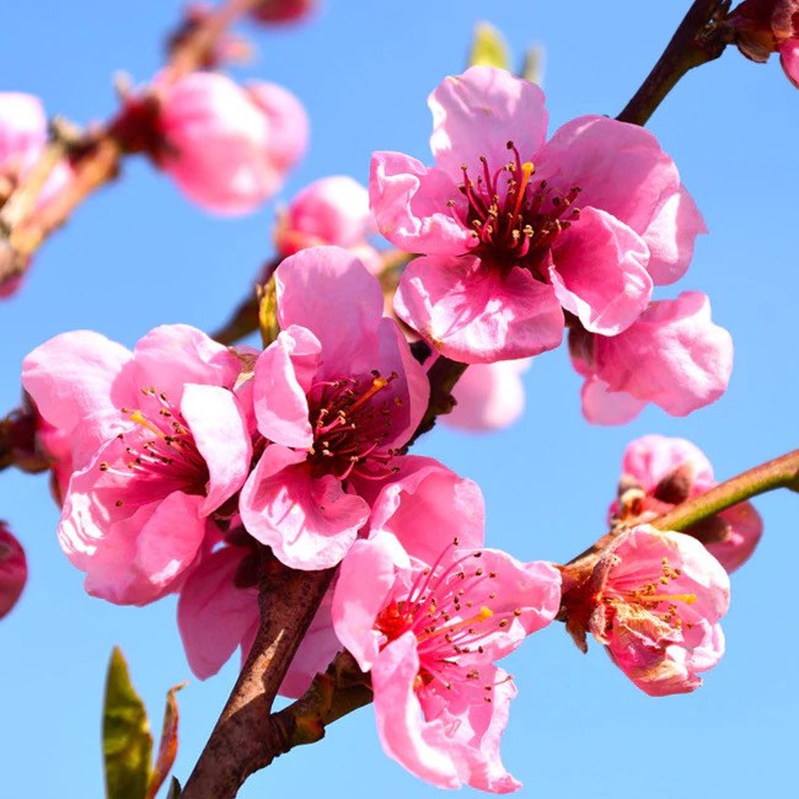 1 Honey Nectarine Tree 2 Ft Tall Self Pollinating Large Sweet Fruit ...