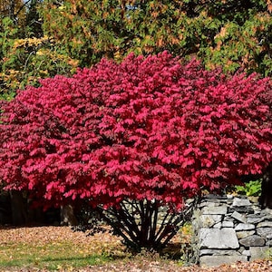 2 Live MOSES Burning Bushes 1-2 Ft Tall Vibrant Deep Red Shrubs Small ...