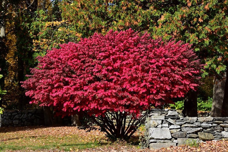2 Live MOSES Burning Bushes 1-2 Ft Tall Vibrant Deep Red Shrubs Small ...
