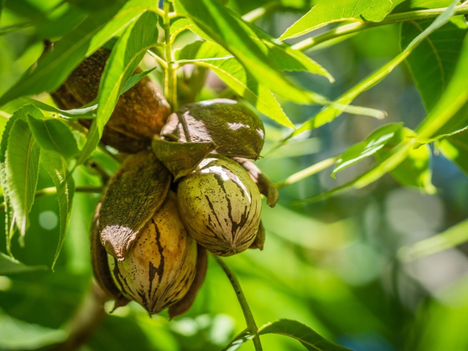 4 Live Stuart Pecan Trees 2 to 3ft Now High Yield Variety Delicious ...