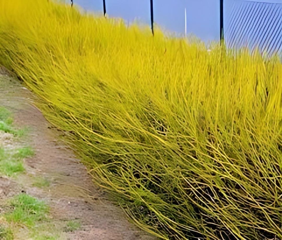 One Live YELLOW Twig Dogwood Tree Stunning Winter Landscaping Trees ...