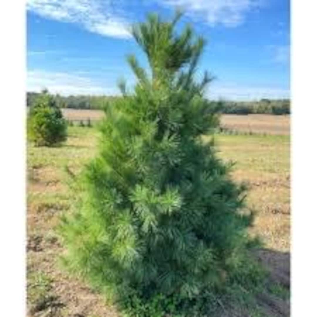 2 Live White Spruce PINE Trees Christmas Tree Evergreen Soft Northern ...