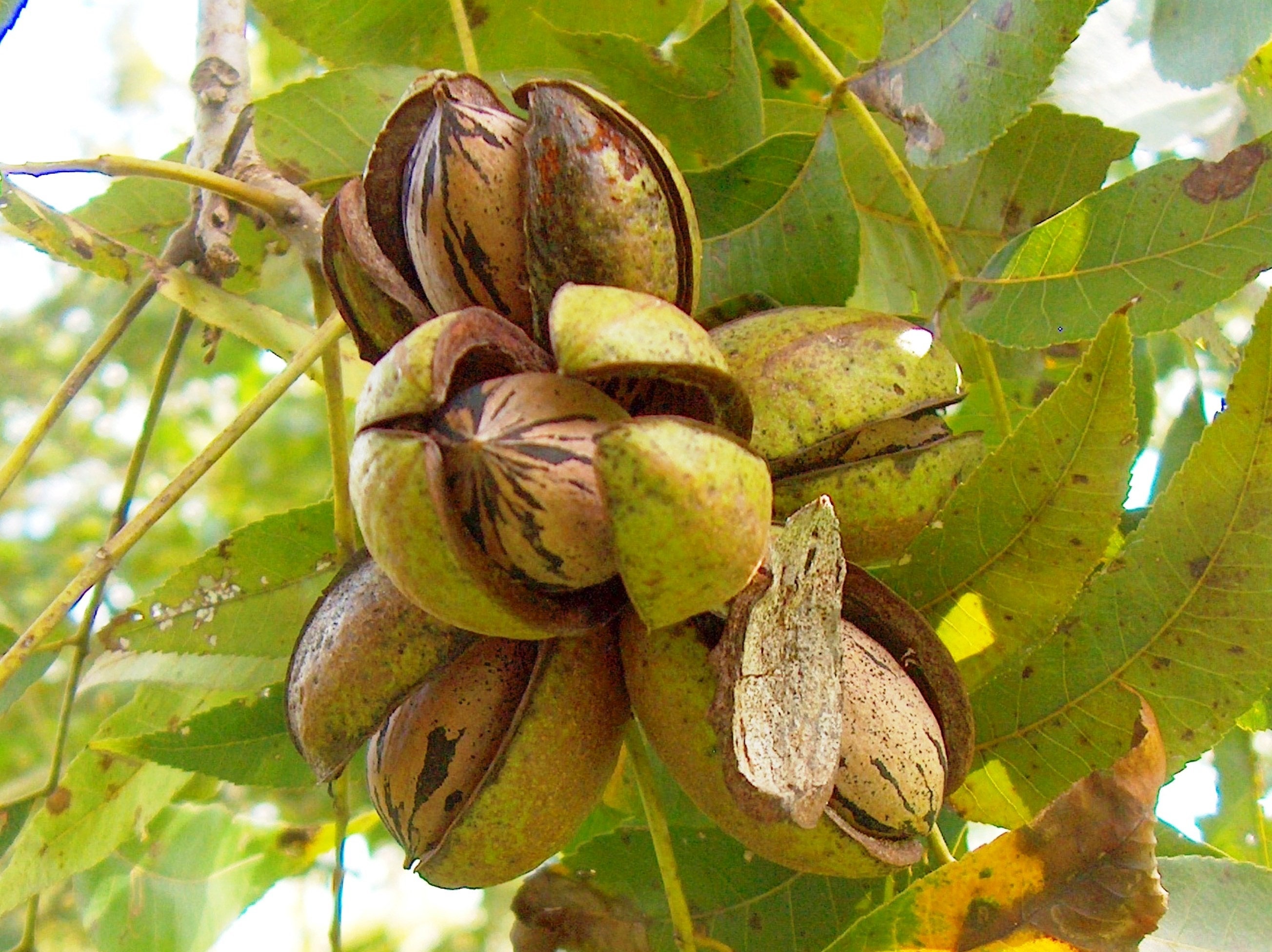 4 Live Stuart Pecan Trees 2 to 3ft Now High Yield Variety Delicious ...