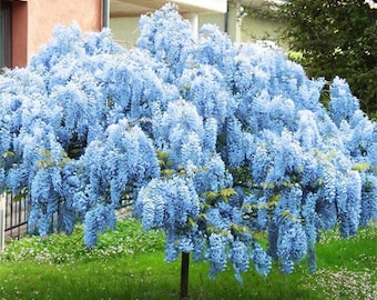 Blue Wisteria - Etsy