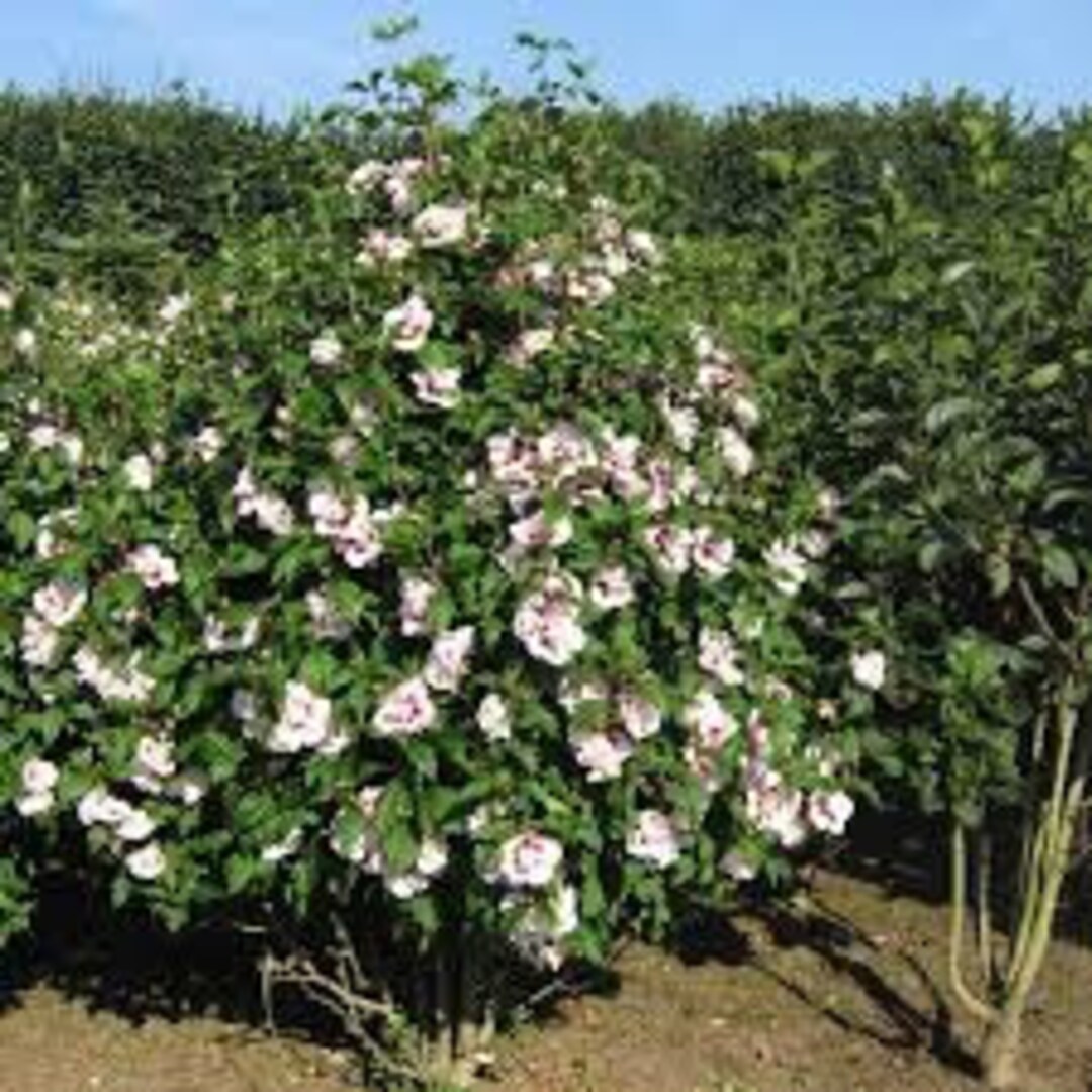 Two Live PINK Althea Rose of Sharon Tree Hibiscus Large Fragrant Pink ...