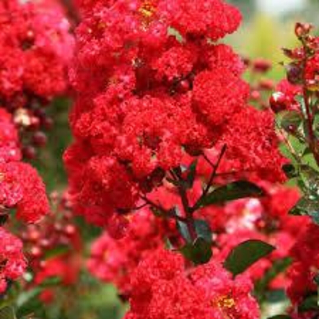2 Live Bright RED Crape Myrtle Trees /shrubs Beautiful Red Blooms Free ...