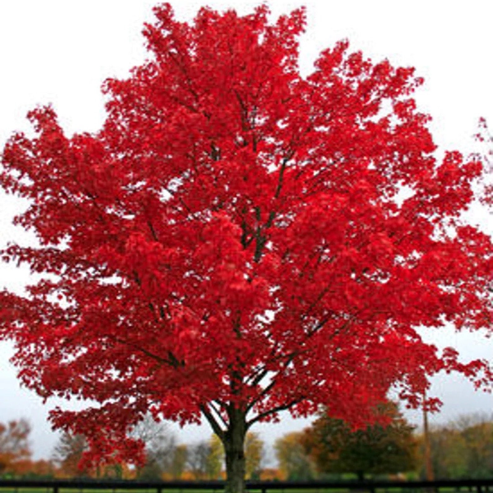 4 Live RED Maple Trees Queen of Fall Colors 2-3 Ft Tall Now FREE ...