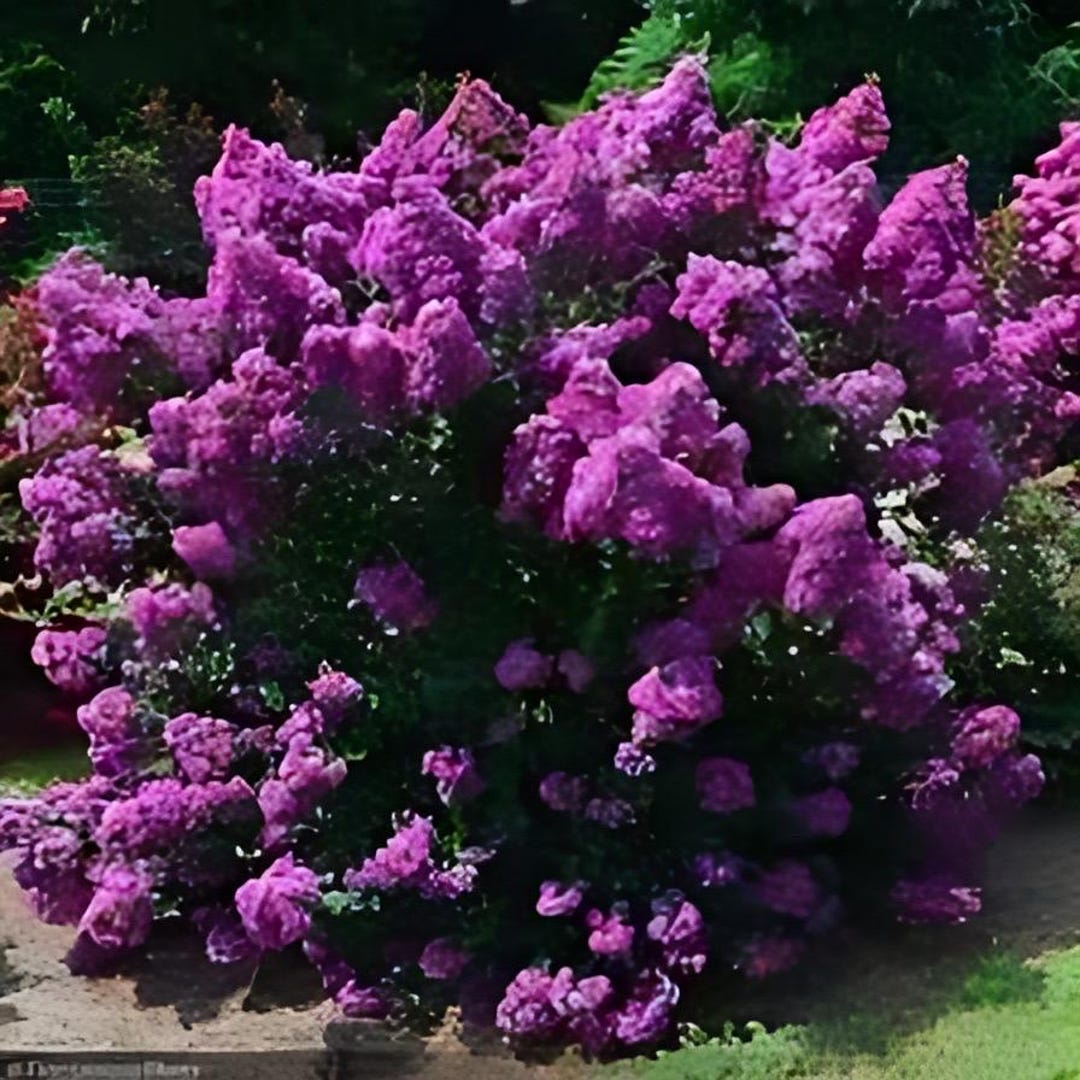 1 Live Deep PURPLE Crape Myrtle Tree /shrub Beautiful Purple Blooms ...