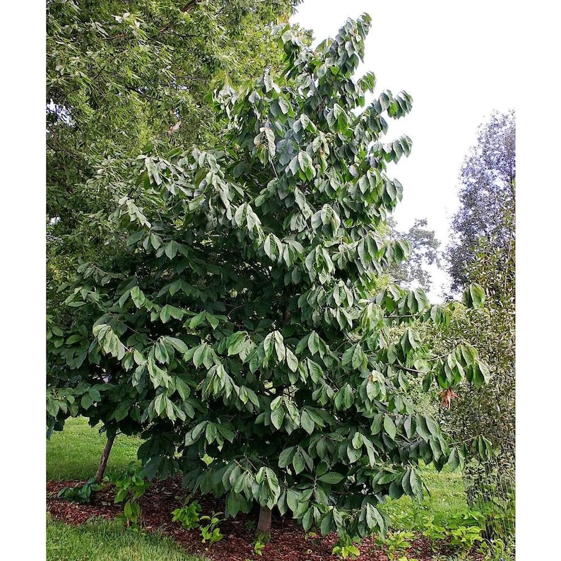 2 Live PAW PAW Fruit Tree 1-2ft Tall Now Native Tropical Tasting Fruit ...