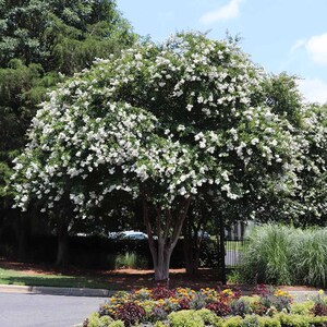 One Natchez WHITE Crape Myrtle Tree /shrub Beautiful Bright White ...