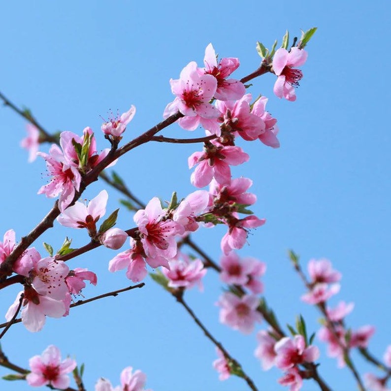 1 Honey Nectarine Tree 2 Ft Tall Self Pollinating Large Sweet Fruit ...