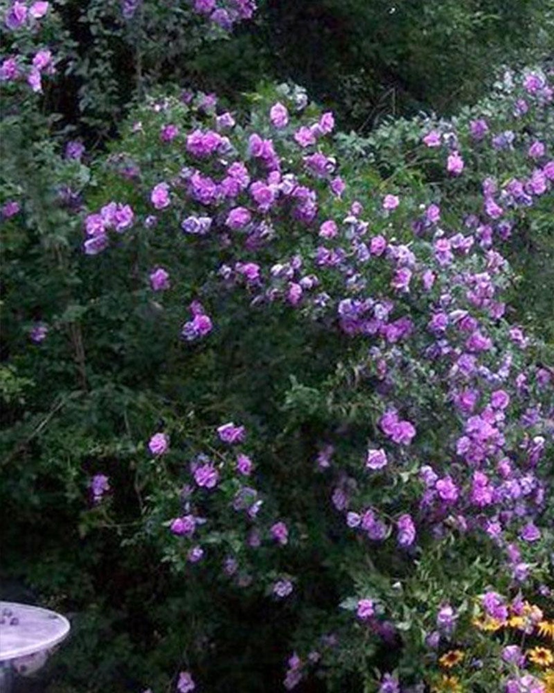 Two Live PURPLE Althea Rose of Sharon Trees Shrub Bush Large Blooms ...