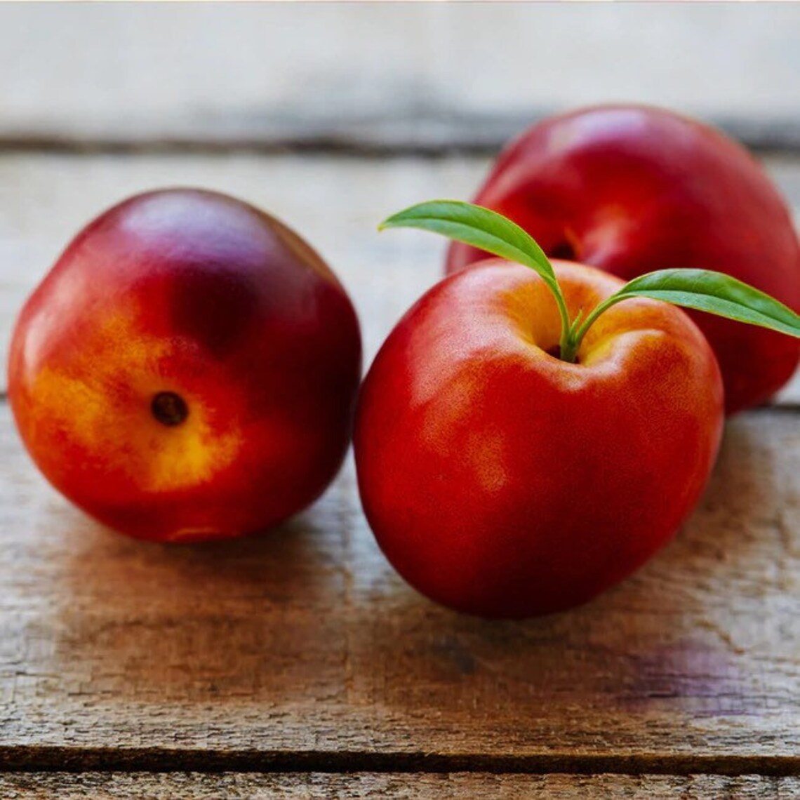 1 Honey Nectarine Tree 2 Ft Tall Self Pollinating Large Sweet Fruit ...