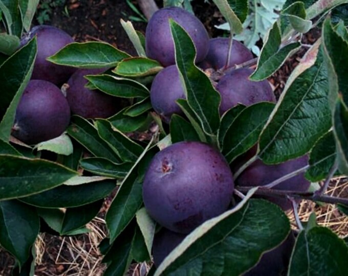 Two LIVE Arkansas BLACK Apple Tree Fairy Tale WITCHES Apple Free ...