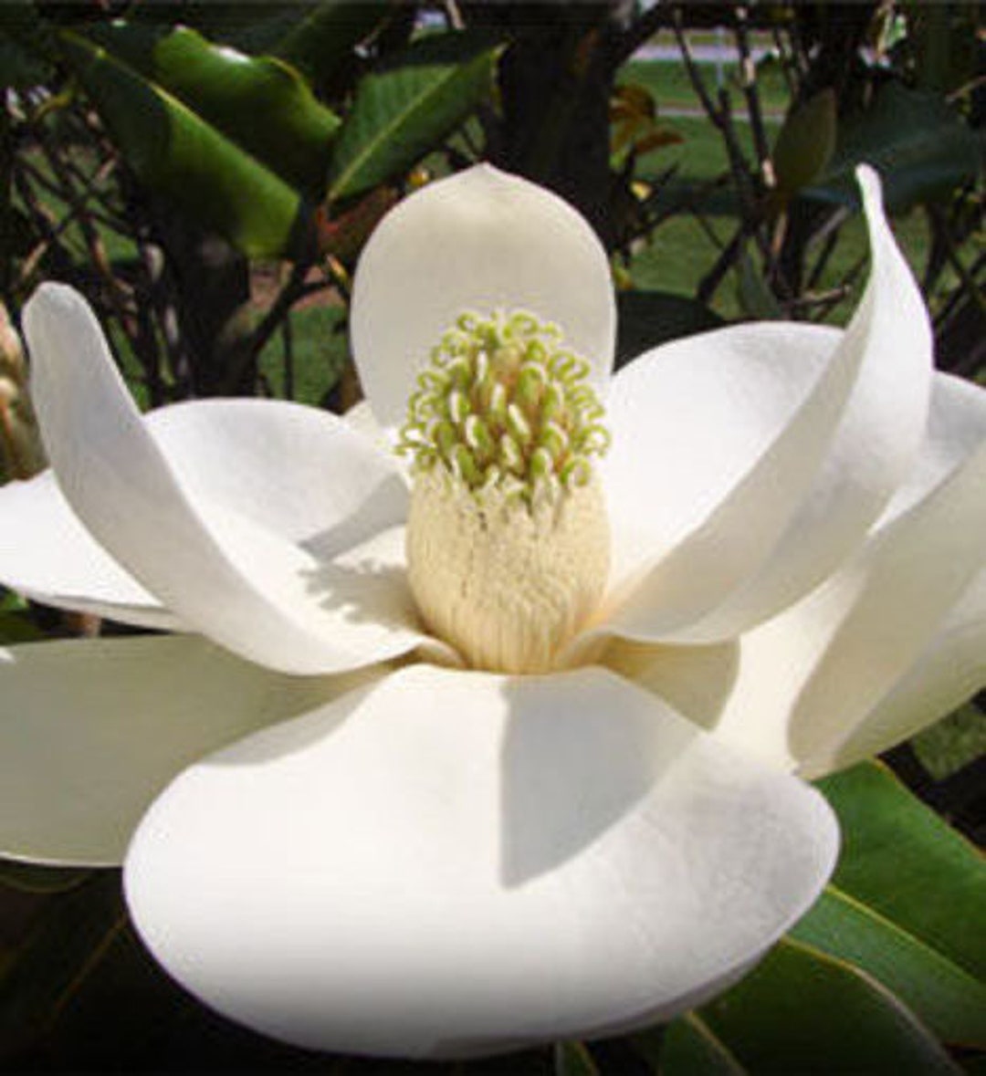 2 Sweet Bay MAGNOLIA Trees Evergreen 2 Ft Tall Now Large White Flowers ...