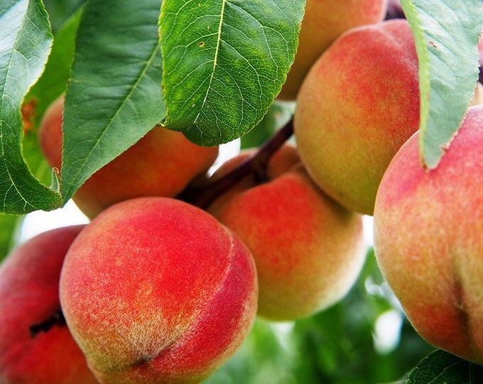 Elberta Peach Live Fruit Tree Shipped 2 Feet Tall by DAS Farms no Ca,wa ...