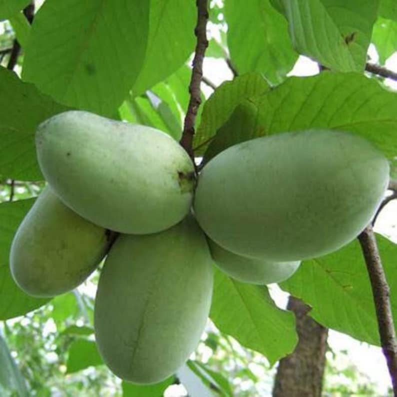 2 Live PAW PAW Fruit Tree 1-2ft Tall Now Native Tropical Tasting Fruit ...