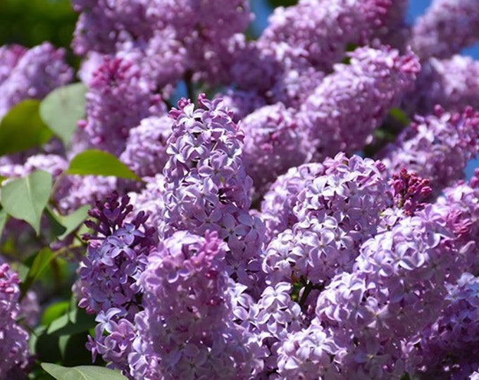 1 Purple Old Fashion Lilac Bush Potted Plant the Most Fragrant Lilac 20 ...