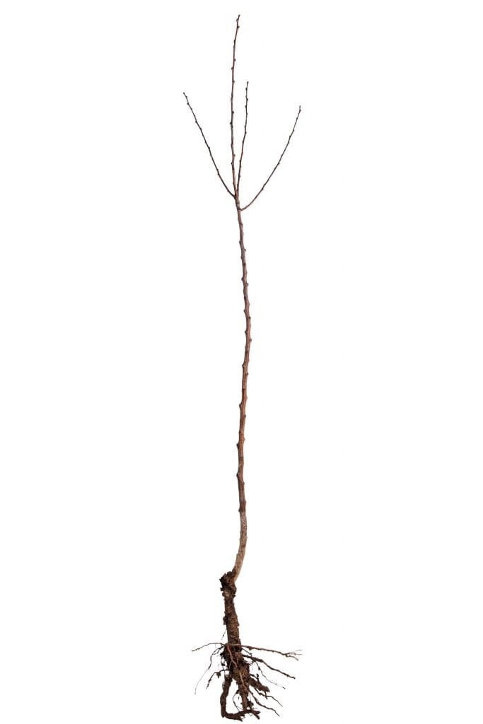 1 Honey Nectarine Tree 2 Ft Tall Self Pollinating Large Sweet Fruit ...