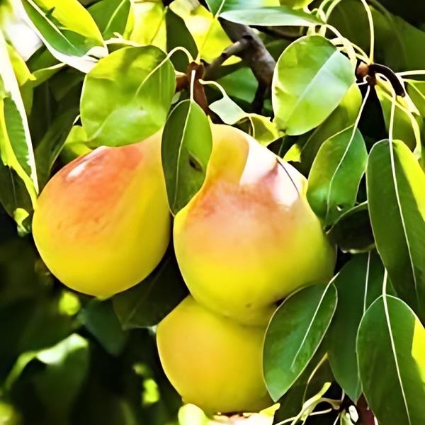 Pear Tree - Etsy