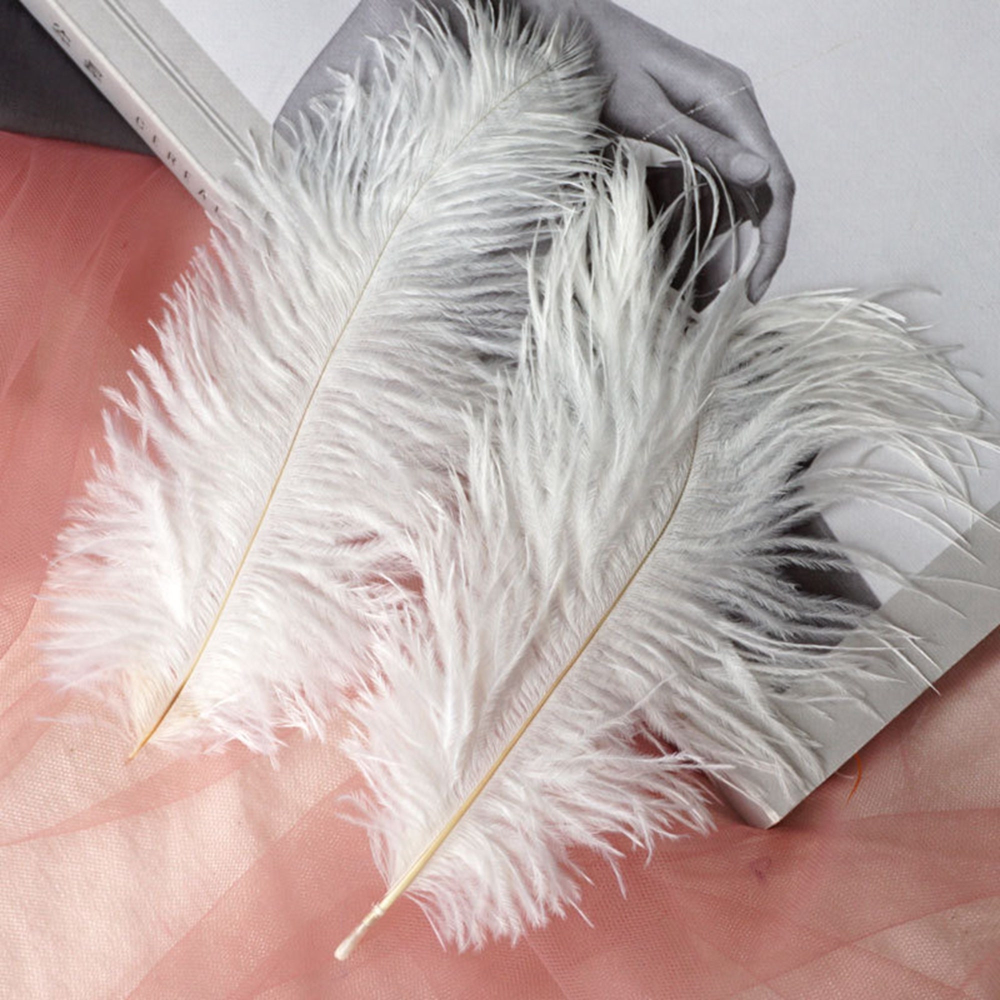 Ostrich Feather Drawing