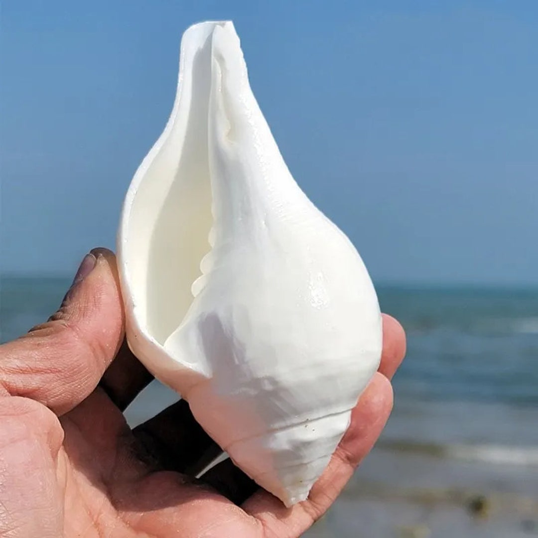 11cm Original Shankh Natural Indian Chank Shell Conch Fish - Etsy