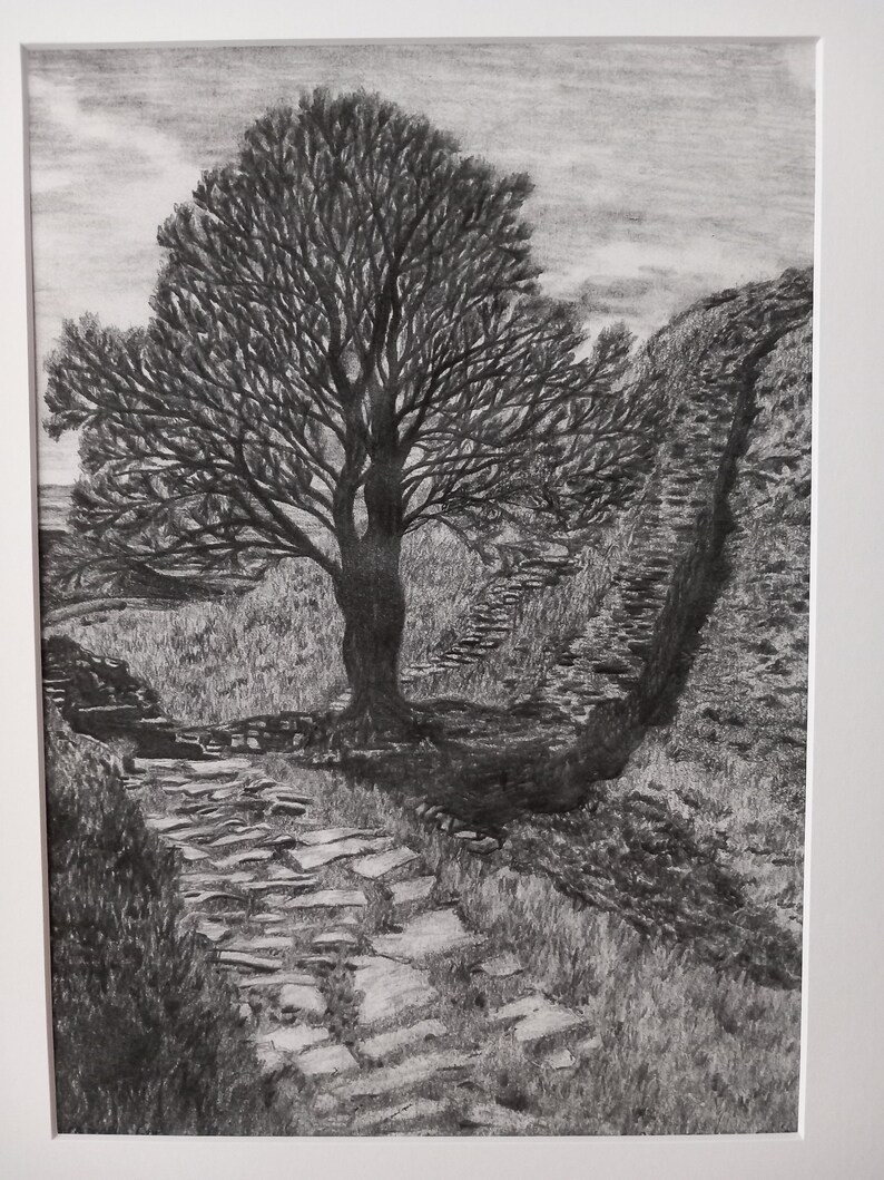 Sycamore Gap, Signed, Limited Edition Print of an Original Drawing ...
