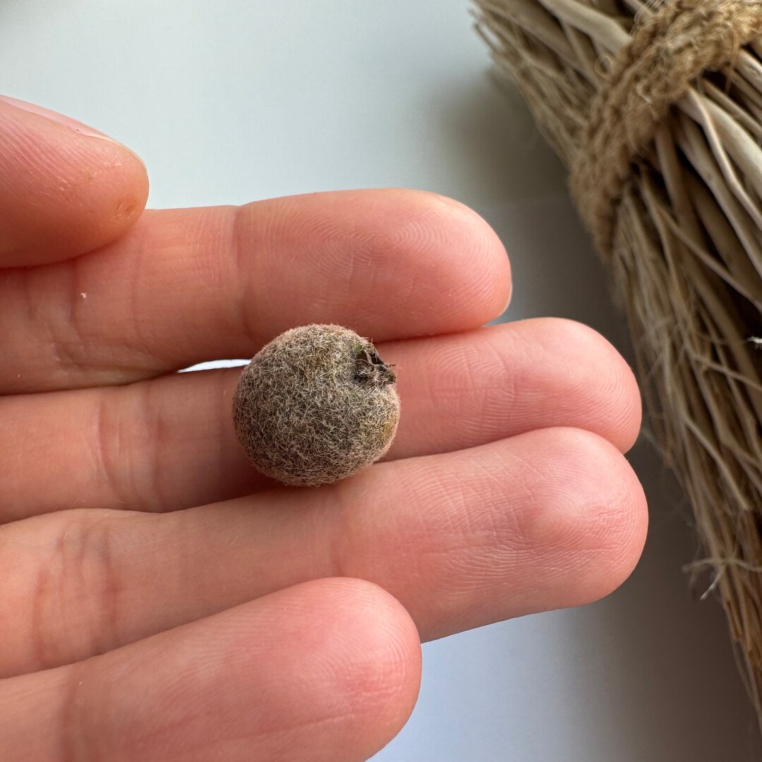 Kiwi Fruit 1/6 Scale Miniature Fruit for a Dollhouse Miniature Food ...