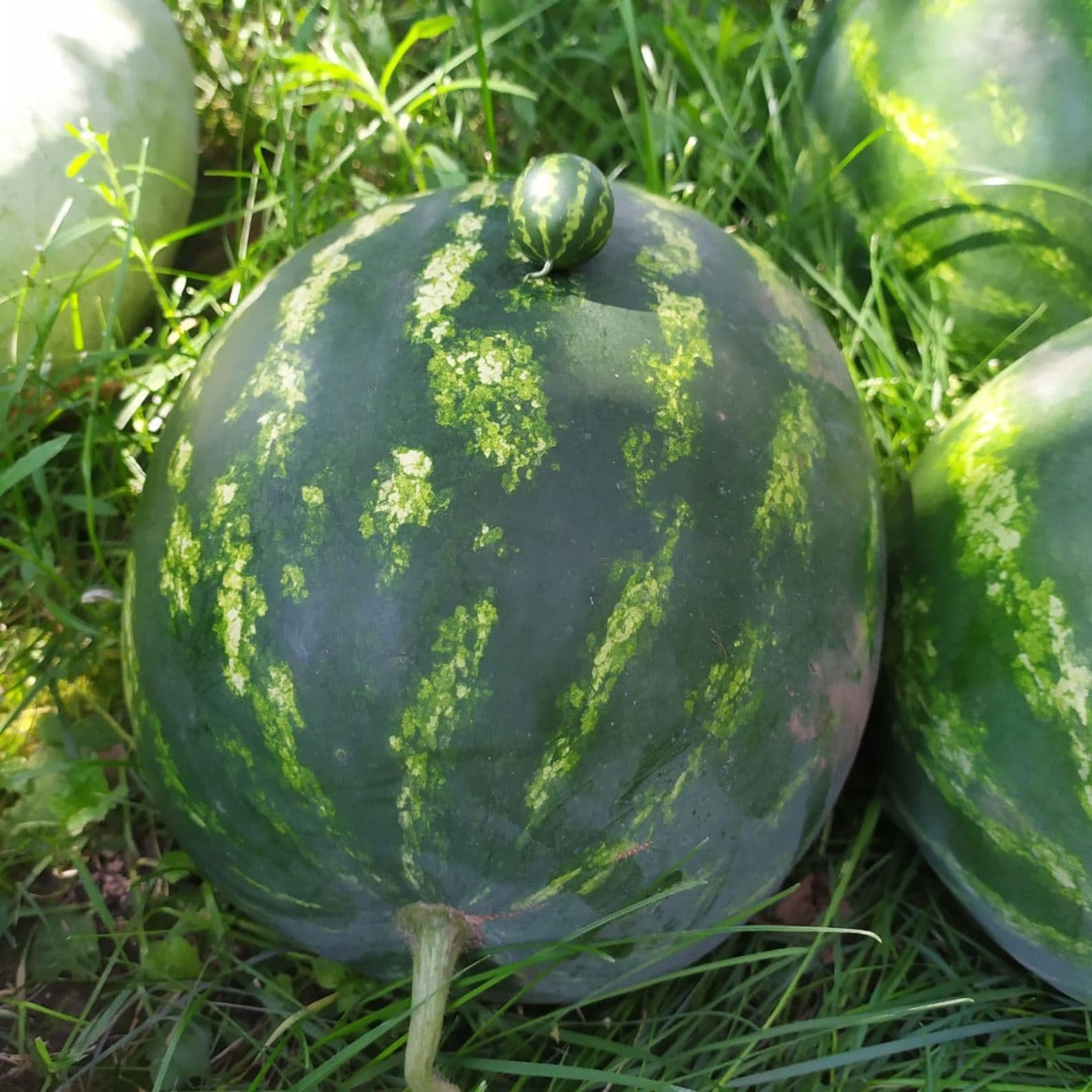 Miniature Watermelon 1/6 Scale Dollhouse Miniatures 1/6 - Etsy