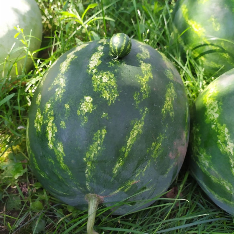 Miniature Watermelon 1/6 Scale Dollhouse Miniatures 1/6 - Etsy