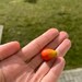 1:6 Scale Mango, Miniature Fruit, Tiny Kitchen, Miniature Food 1/6 ...