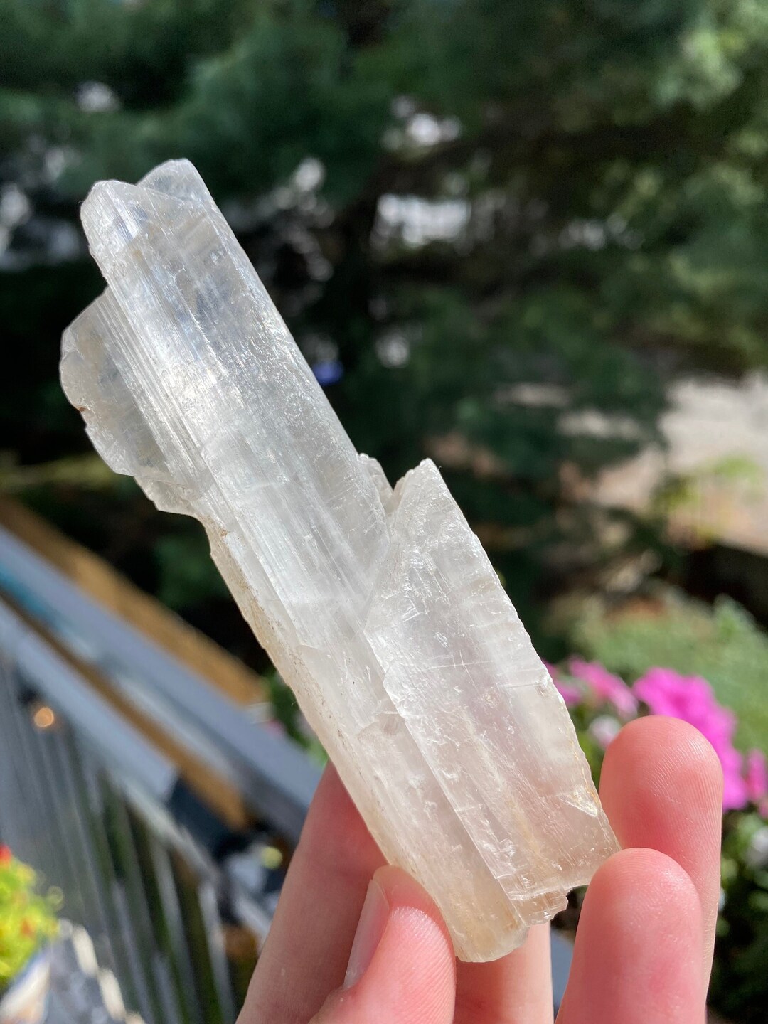 Rare Natural Selenite Wand From Chihuahua, Mexico, Large and Long ...