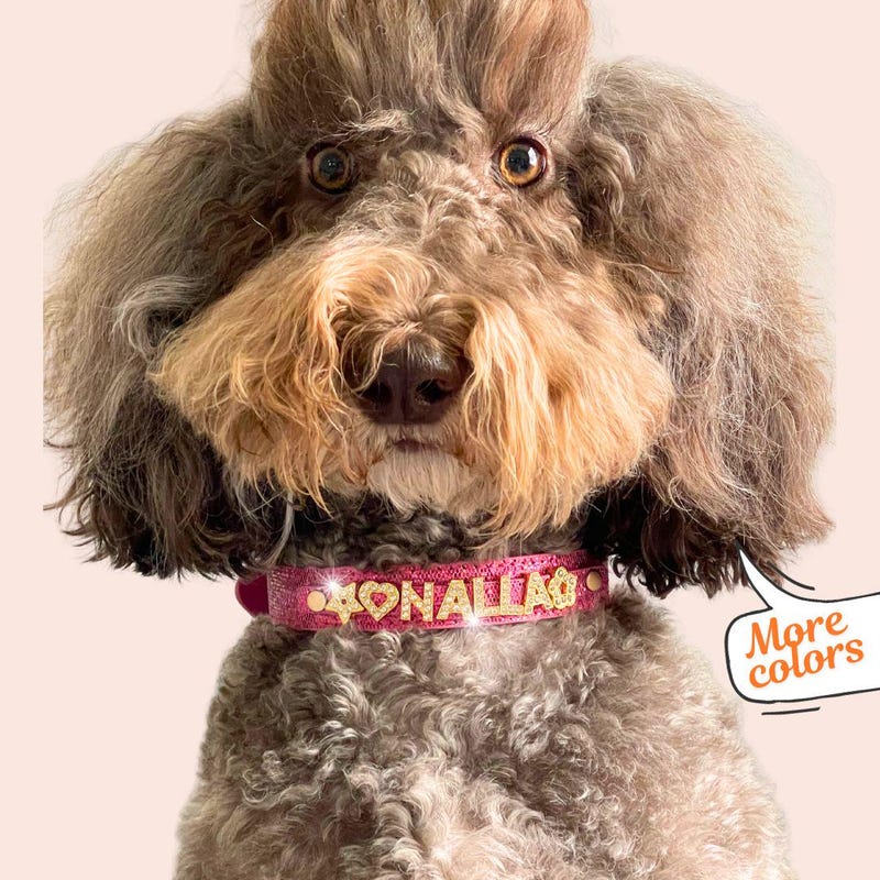 Custom Pet Collar - Etsy