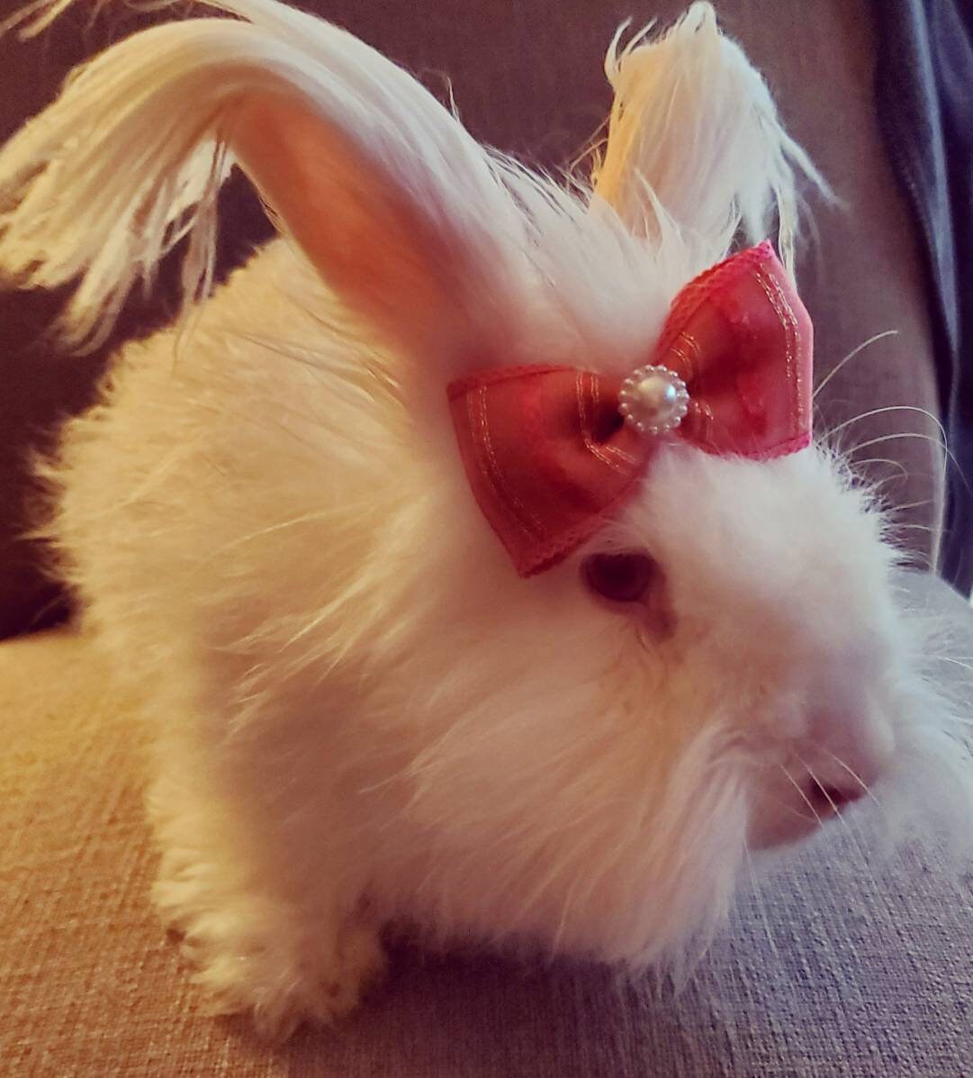 Handspun 100% Angora Lace - Fingering Yarn, Natural White, Undyed ...