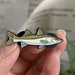 Snook - Fish Pin With Gift Box - Etsy