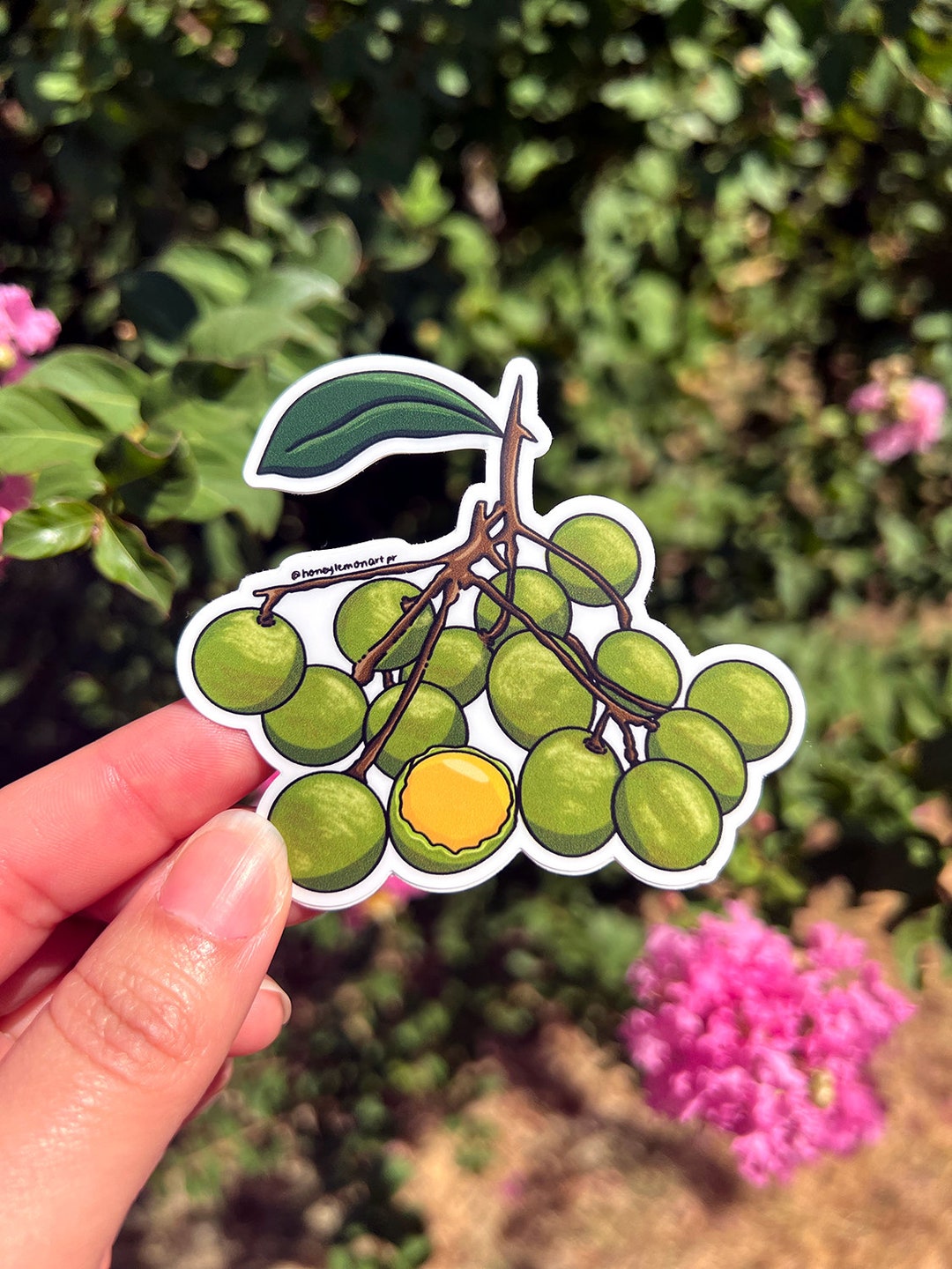 Puerto Rico Fruit quenepa Stickerstickers Boricuasboricua Stickers ...