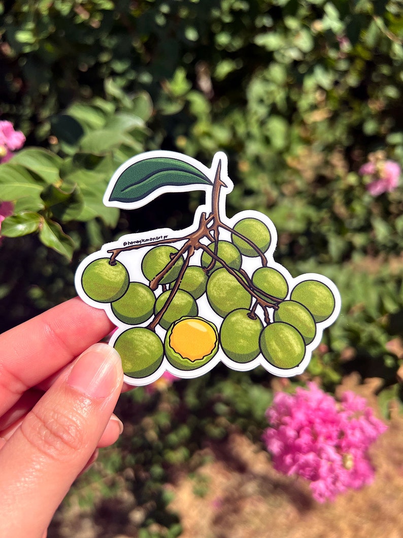 Puerto Rican Quenepa Fruit Illustration Sticker - Etsy