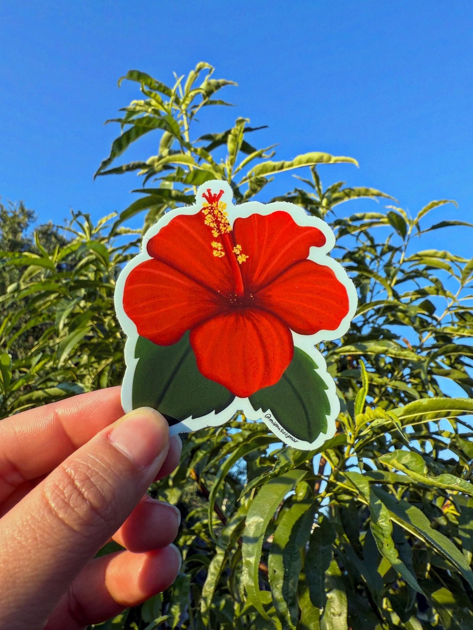 Flor De Maga Vinyl Sticker, Puerto Rico Culture, Latino Heritage - Etsy