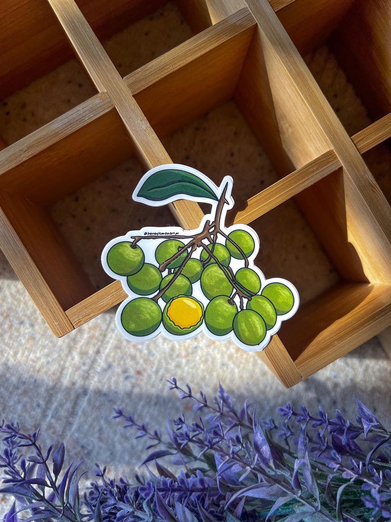Puerto Rican Quenepa Fruit Illustration Sticker - Etsy