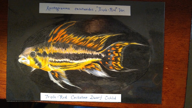 Dwarf Cichlid Drawing - Apistogramma Cacatuoides - Etsy